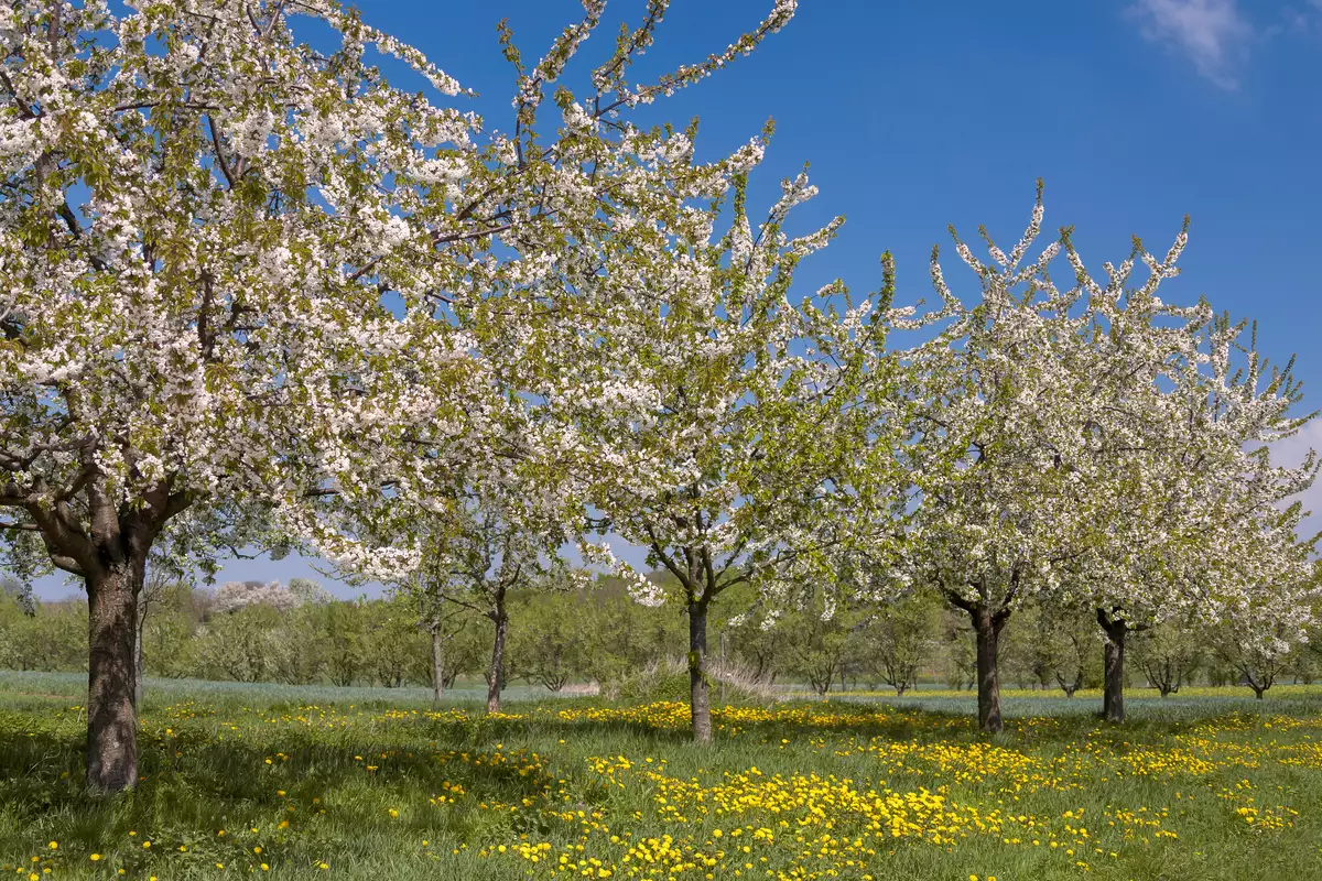 Prunus avium - Edible Fruit/Nuts,Fruits - Gean, Sweet Cherry, Wild Cherry