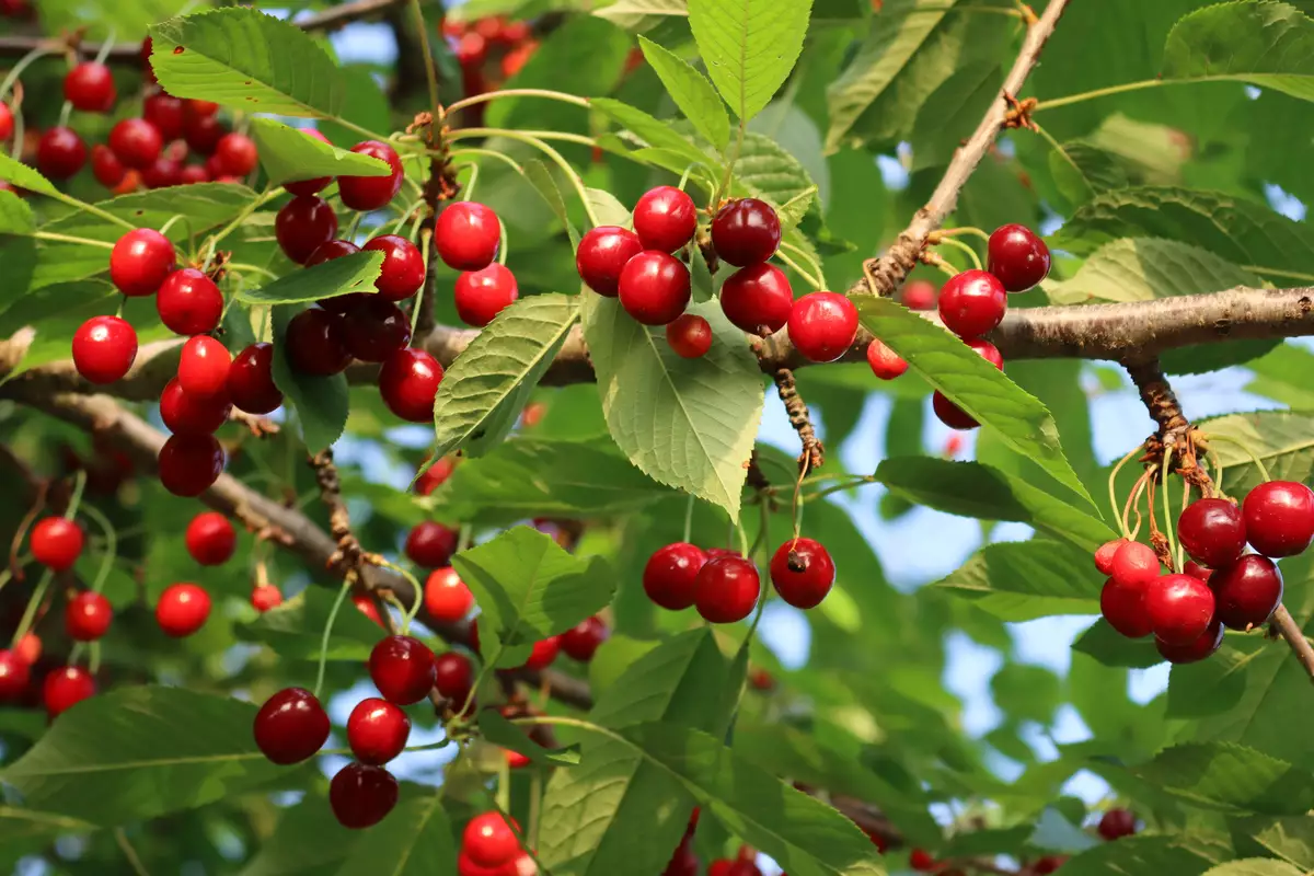 Prunus avium - Edible Fruit/Nuts,Fruits - Gean, Sweet Cherry, Wild Cherry
