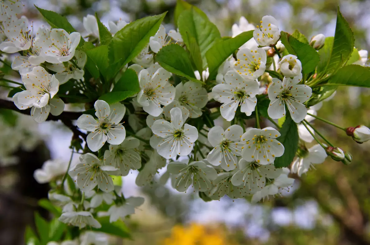 Prunus avium - Edible Fruit/Nuts,Fruits - Gean, Sweet Cherry, Wild Cherry