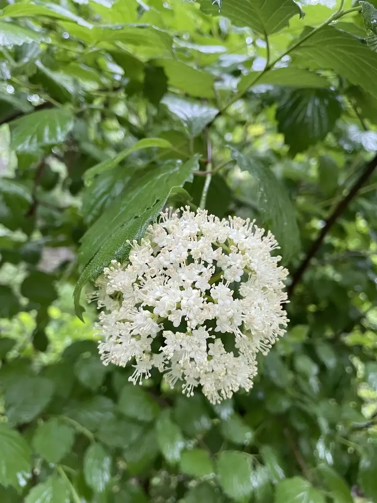 Viburnum Dentatum Varieties Viburnum Dentatum Shrub Arrowwood,