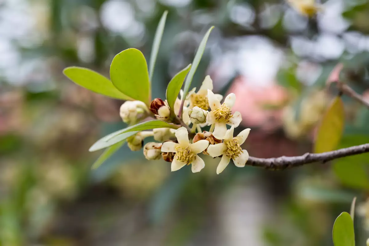 Ternstroemia gymnanthera - Shrub - Japanese Ternstroemia