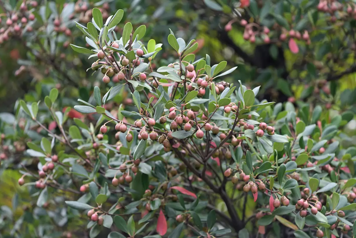 Ternstroemia gymnanthera - Shrub - Japanese Ternstroemia