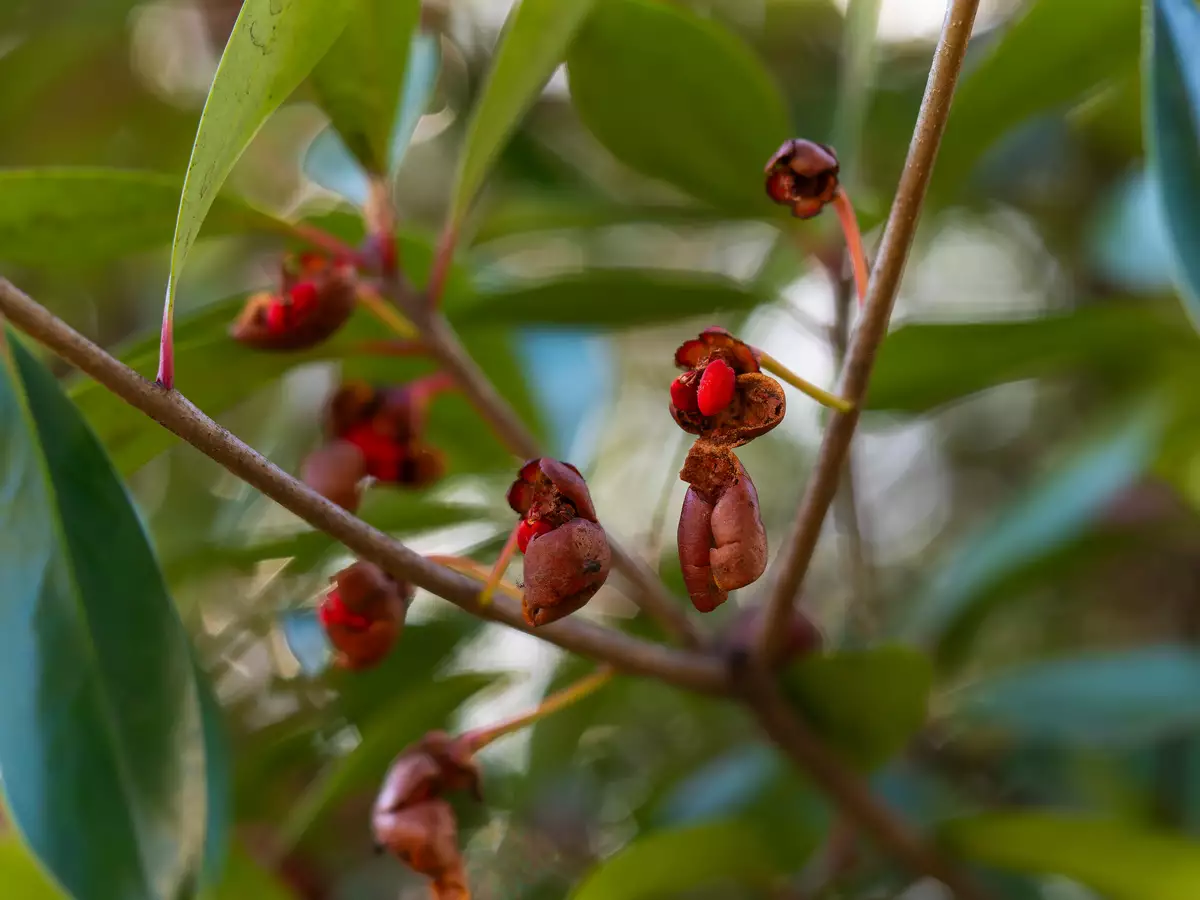 Ternstroemia gymnanthera - Shrub - Japanese Ternstroemia