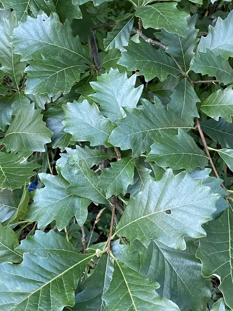 Quercus bicolor - Hardwood - Swamp White Oak