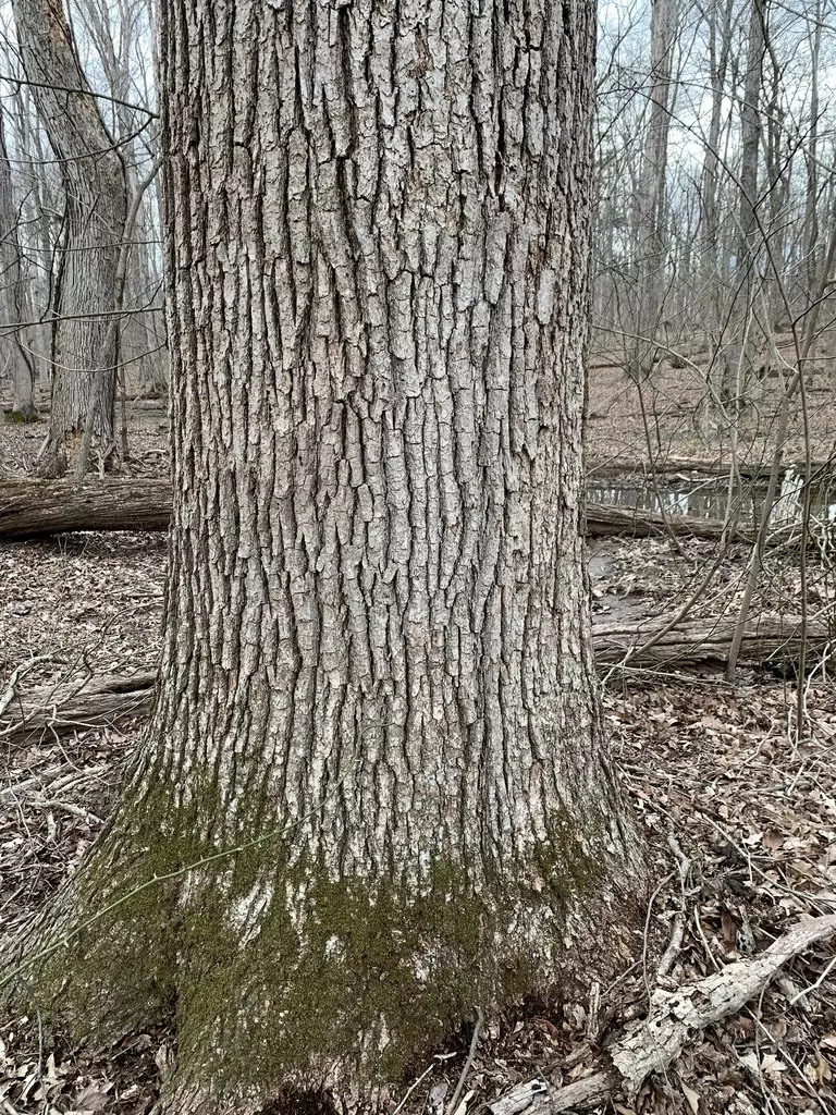 Quercus bicolor - Hardwood - Swamp White Oak