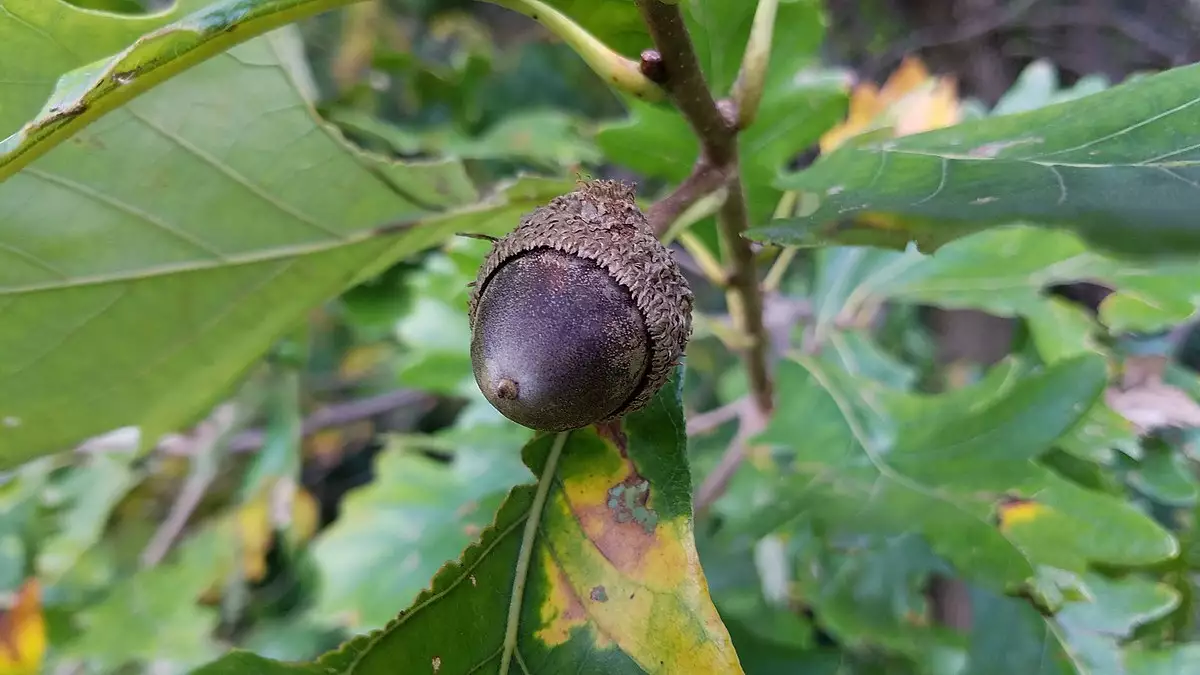 Quercus bicolor - Hardwood - Swamp White Oak