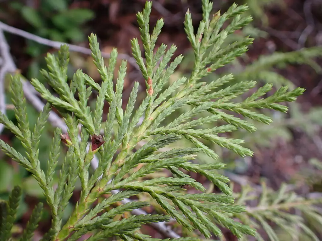 Chamaecyparis nootkatensis - Common Bonsai,Conifer - Alaska Cedar ...