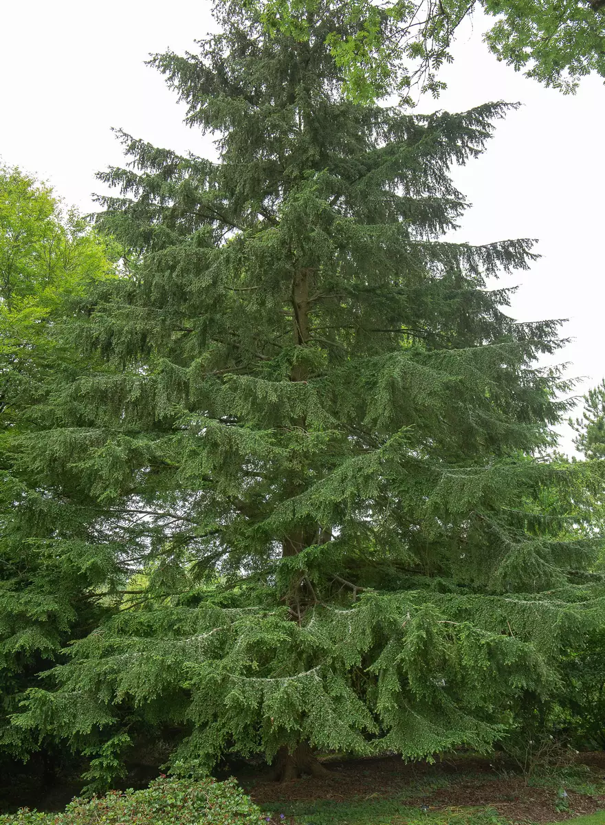 Chamaecyparis nootkatensis - Common Bonsai,Conifer - Alaska Cedar ...