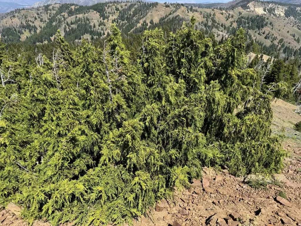 Chamaecyparis nootkatensis - Common Bonsai,Conifer - Alaska Cedar ...
