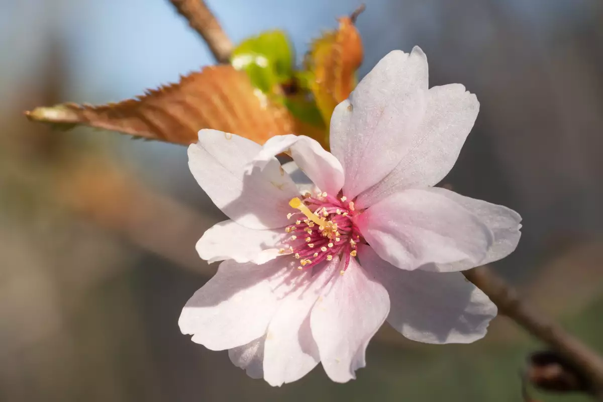Prunus subhirtella - Common Bonsai,Flowering Tree - Higan Cherry ...