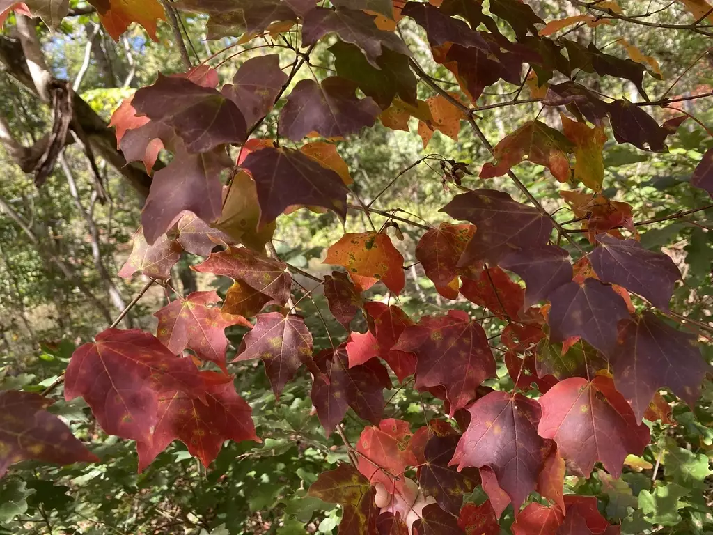 Acer saccharum ssp. leucoderme - Hardwood - Chalk Maple