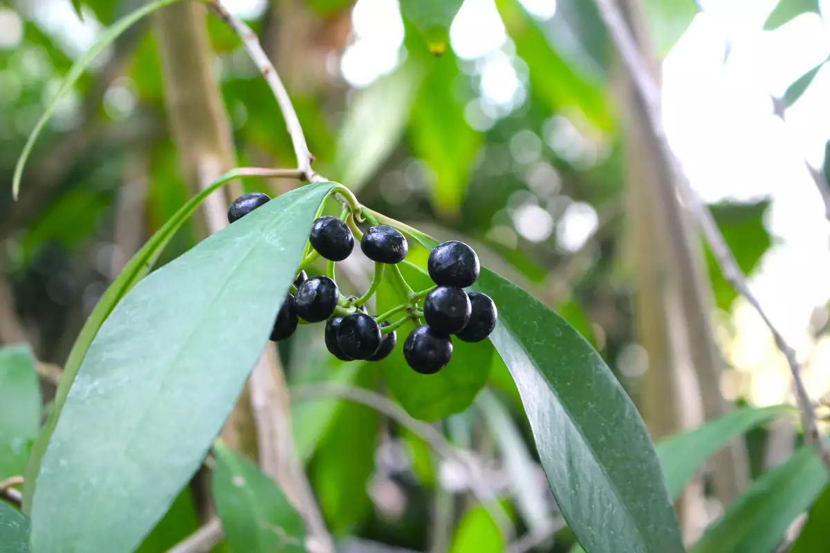 Cleyera japonica - Shrub - Japanese Cleyera, Sakaki