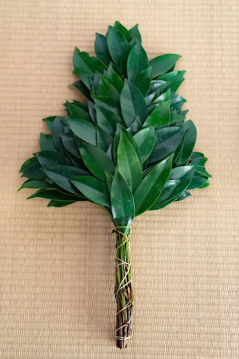 Cleyera japonica - Shrub - Japanese Cleyera, Sakaki