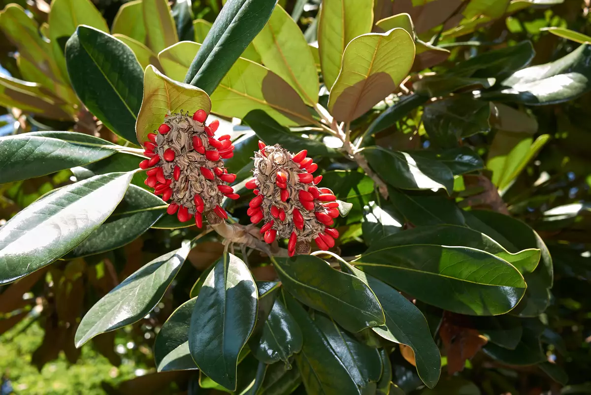 Magnolia grandiflora - Flowering Tree,Medicinal Herbs - Bull Bay ...