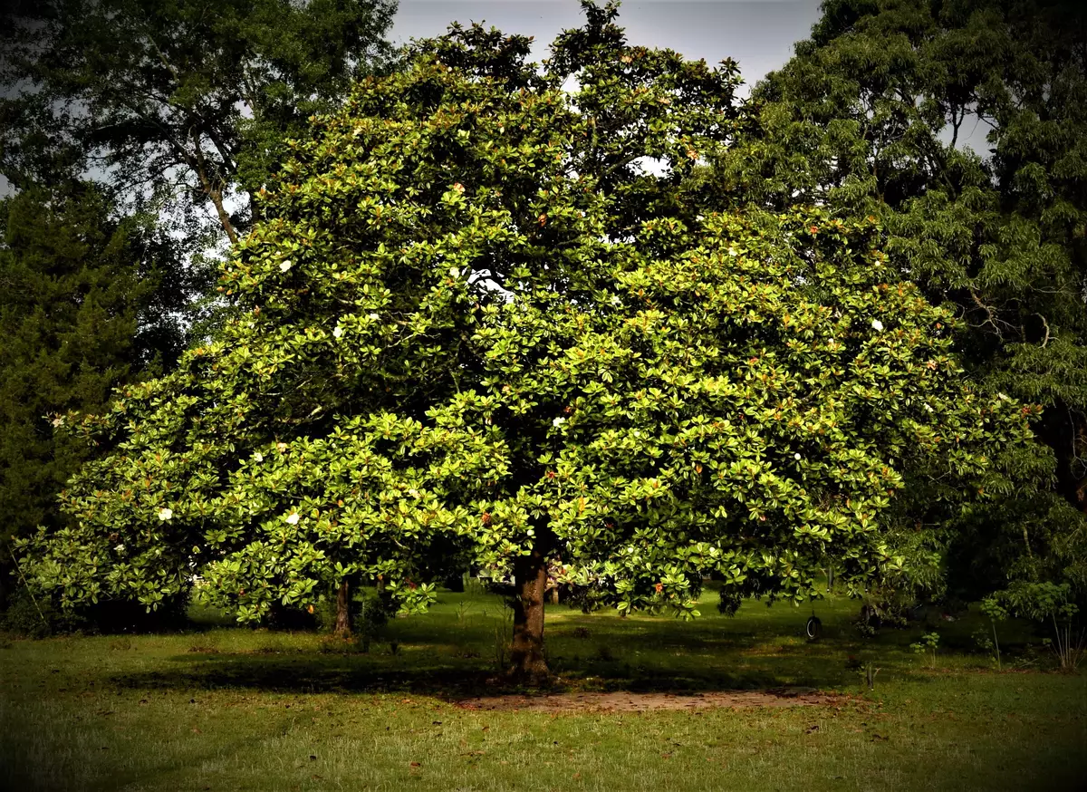 Magnolia grandiflora - Flowering Tree,Medicinal Herbs - Bull Bay ...