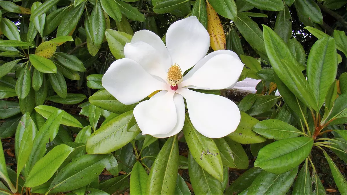 Magnolia grandiflora - Flowering Tree,Medicinal Herbs - Bull Bay ...