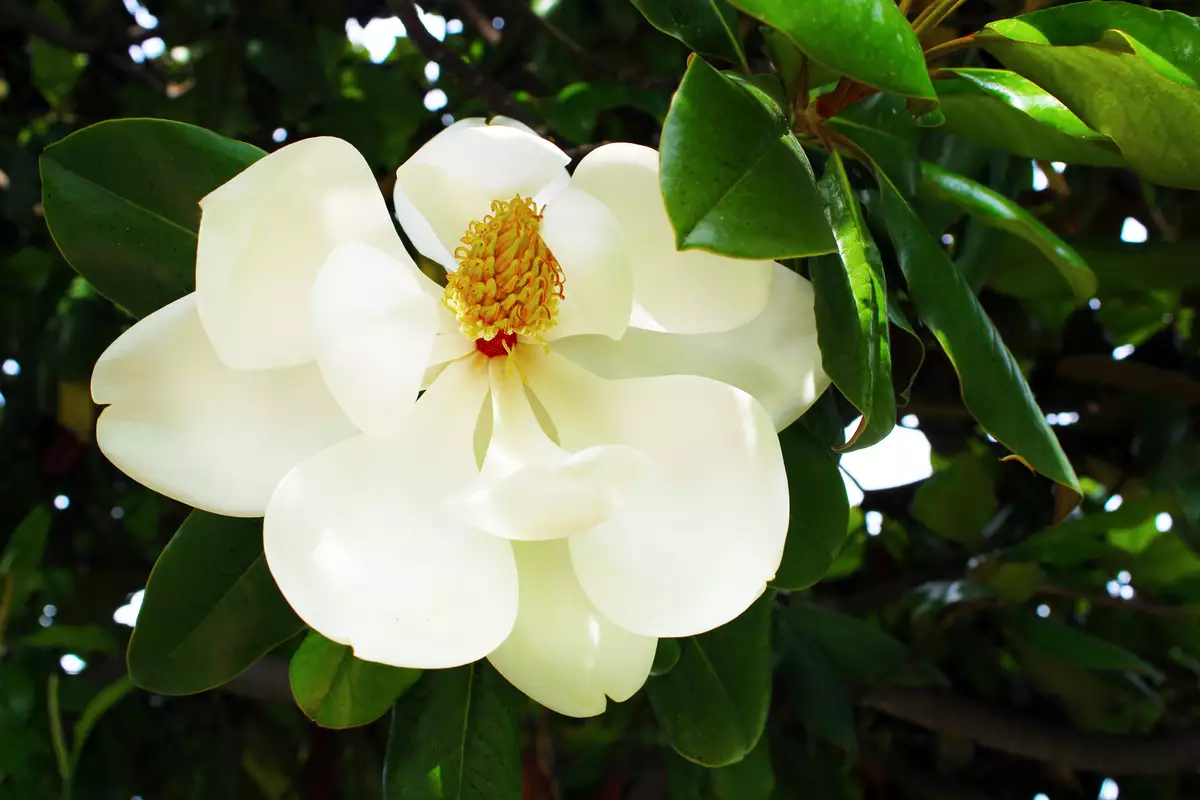Magnolia grandiflora - Flowering Tree,Medicinal Herbs - Bull Bay ...