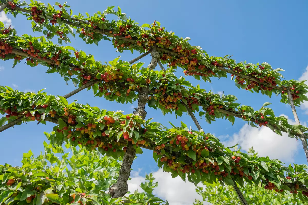 Sheffield's Seed Company
