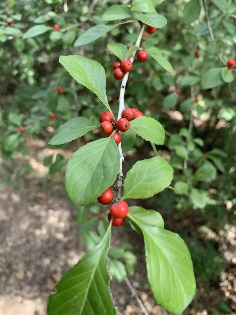 Ilex decidua - Common Bonsai,Shrub - Deciduous Holly, Meadow Holly ...