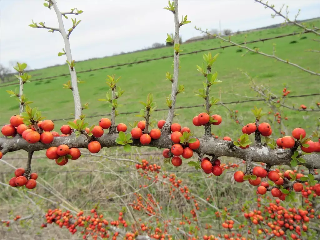Ilex decidua - Common Bonsai,Shrub - Deciduous Holly, Meadow Holly ...