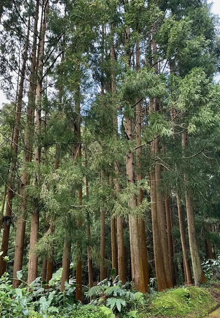 Cryptomeria japonica - Common Bonsai,Conifer - Japanese Cedar, Japanese ...