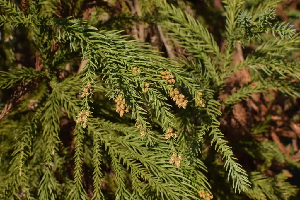 Cryptomeria japonica - Common Bonsai,Conifer - Japanese Cedar, Japanese ...