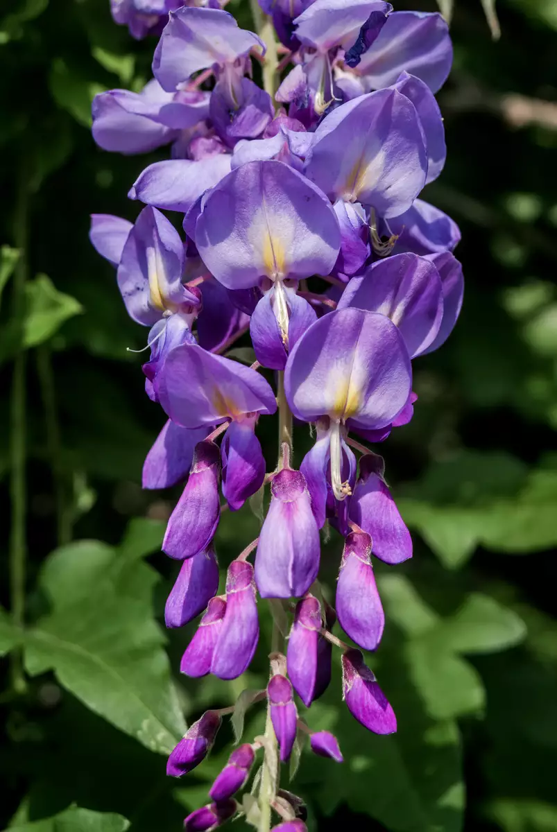 Wisteria sinensis - Common Bonsai,Shrub and Vine Seeds,Vine - Chinese ...