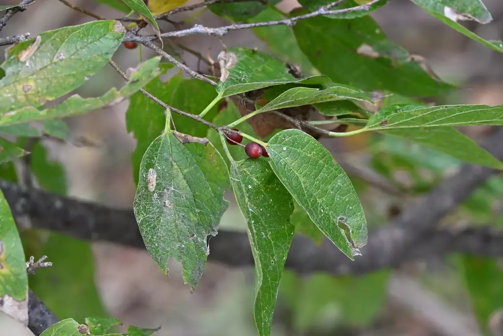 Celtis laevigata - Common Bonsai,Medicinal Herbs,Shade Tree - Hackberry ...