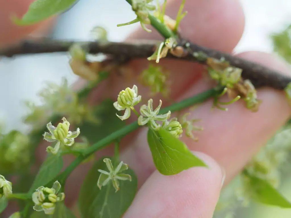 Celtis laevigata - Common Bonsai,Medicinal Herbs,Shade Tree - Hackberry ...