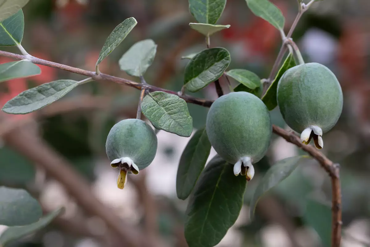 Acca sellowiana - Web page Navigation - Feijoa, Pineapple Guava