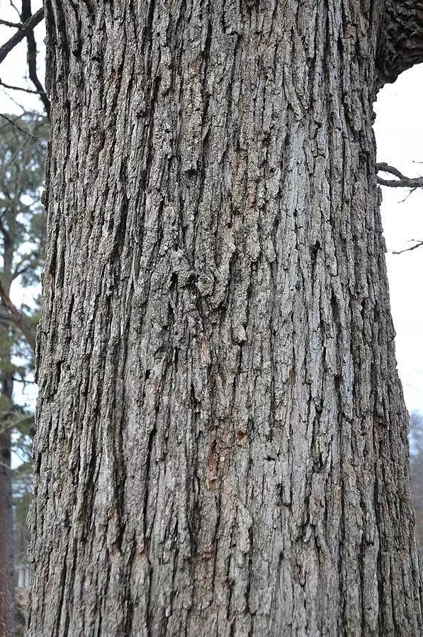 Quercus Macrocarpa Bark. Quercus Macrocarpa, Bur Oak, Mossycup Oak