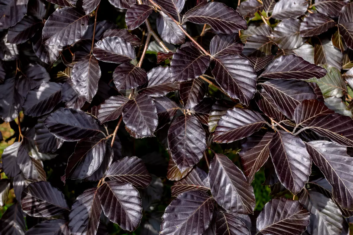Fagus sylvatica 'Purpurea' - Common Bonsai,Shade Tree - Copper Beech ...