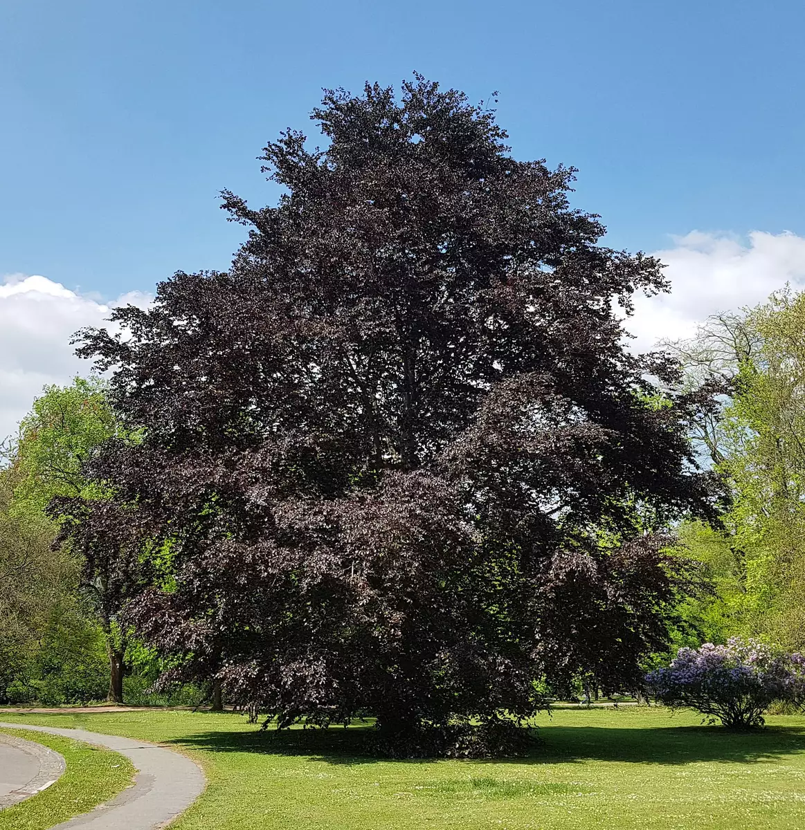 Fagus sylvatica 'Purpurea' - Common Bonsai,Shade Tree - Copper Beech ...