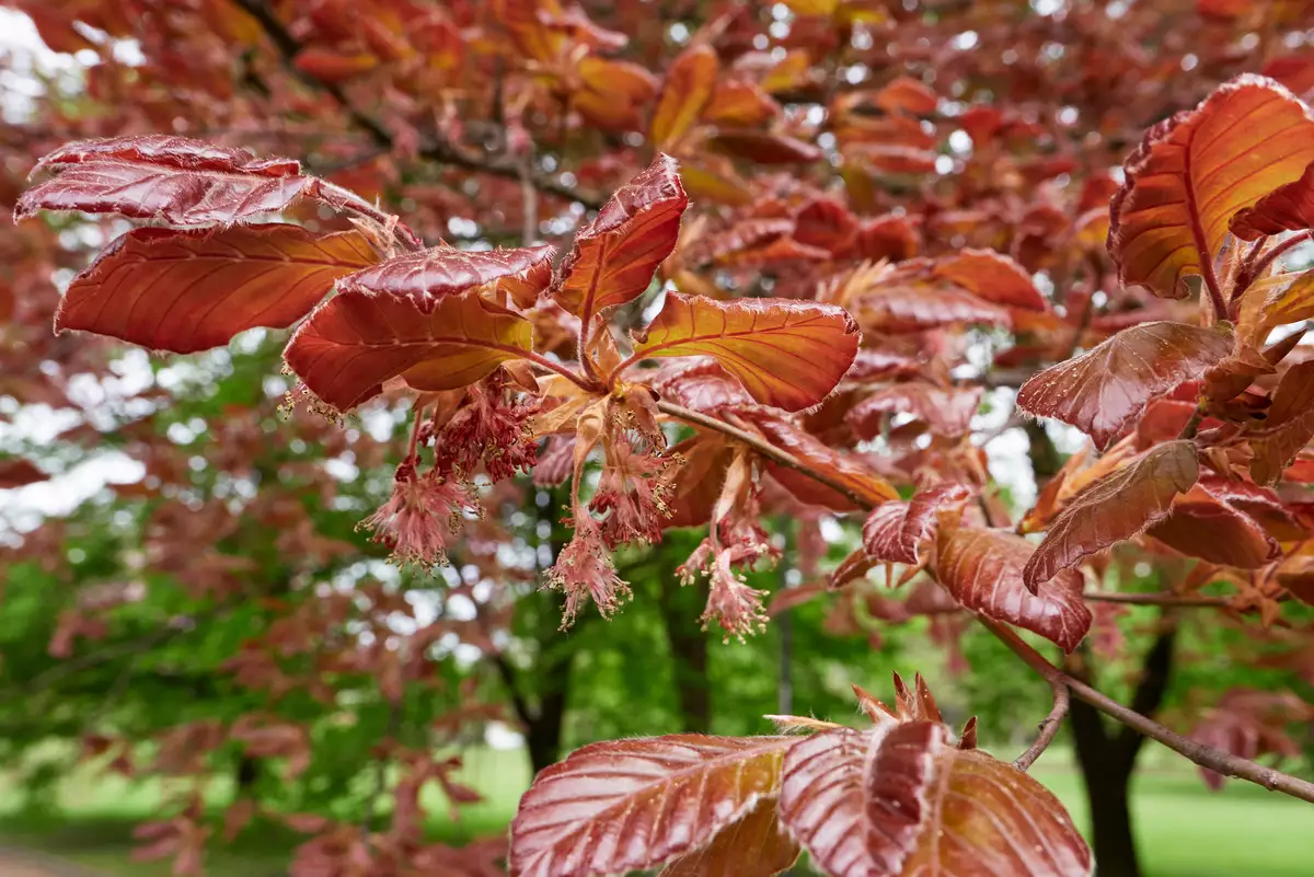 Fagus sylvatica 'Purpurea' - Common Bonsai,Shade Tree - Copper Beech ...