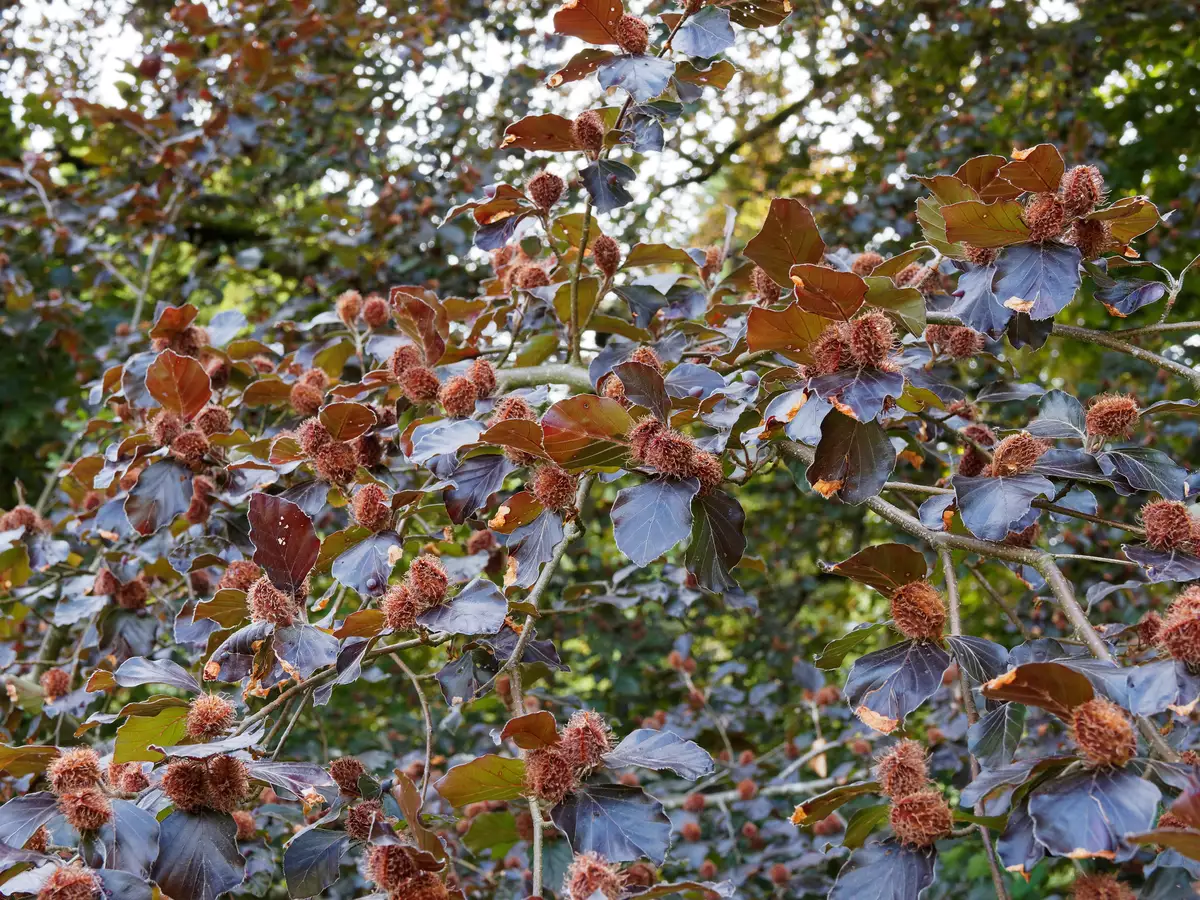 Fagus sylvatica 'Purpurea' - Common Bonsai,Shade Tree - Copper Beech ...