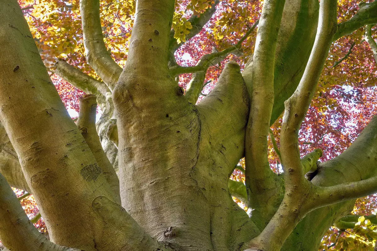 Fagus sylvatica 'Purpurea' - Common Bonsai,Shade Tree - Copper Beech ...