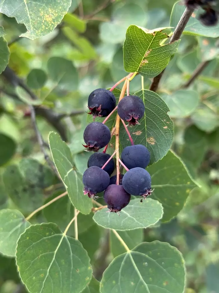 Amelanchier alnifolia - Shrub - Saskatoon Berry, Saskatoon Serviceberry