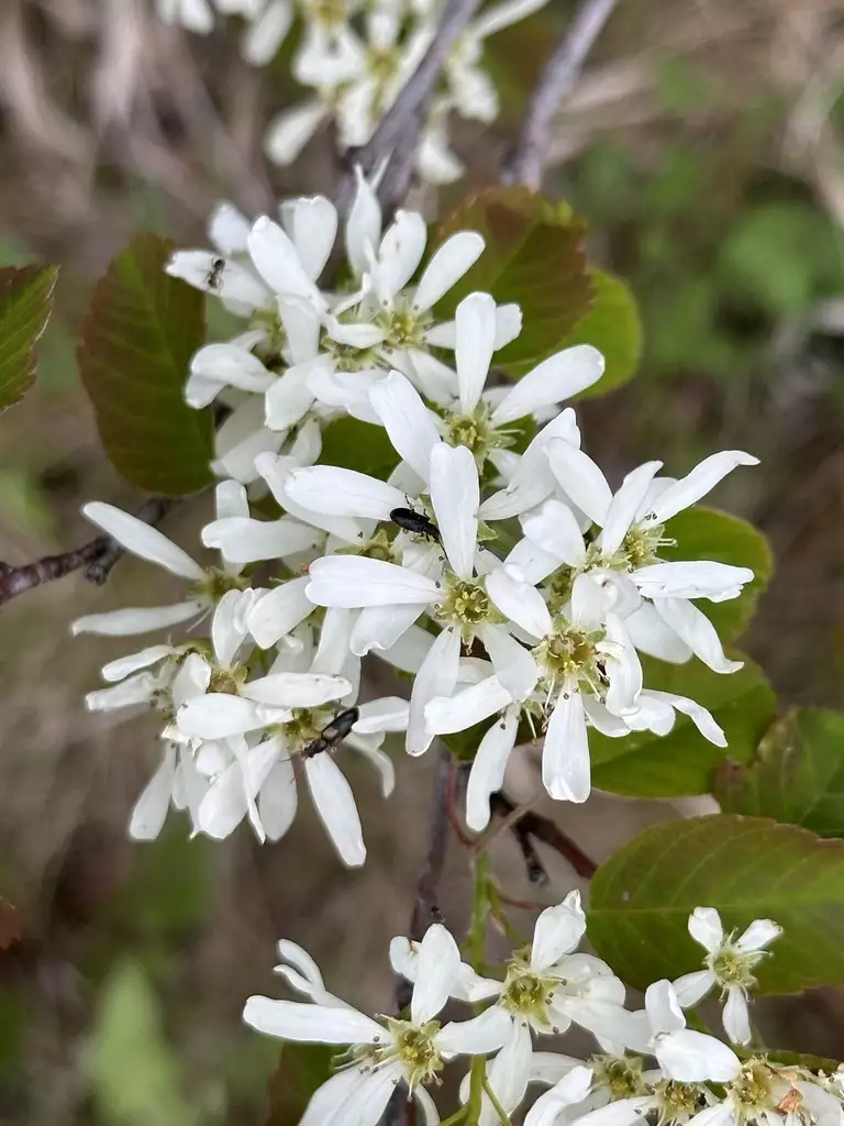 Amelanchier alnifolia - Shrub - Saskatoon Berry, Saskatoon Serviceberry