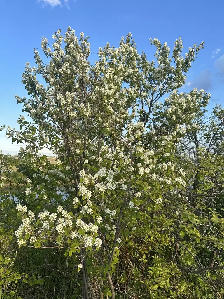 Amelanchier alnifolia - Shrub - Saskatoon Berry, Saskatoon Serviceberry