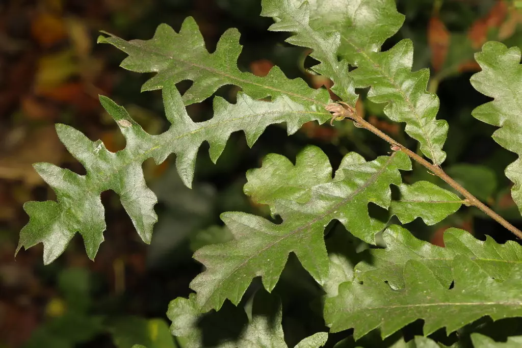Quercus cerris - Common Bonsai,Deciduous,Hardwood,Shade Tree - European ...