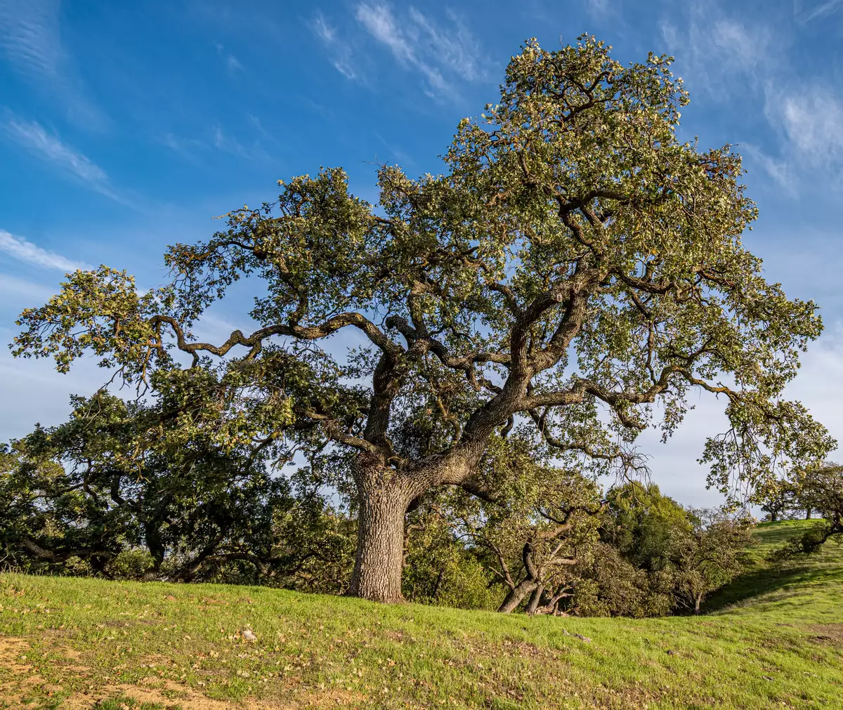Quercus velutina - Hardwood - Black Oak