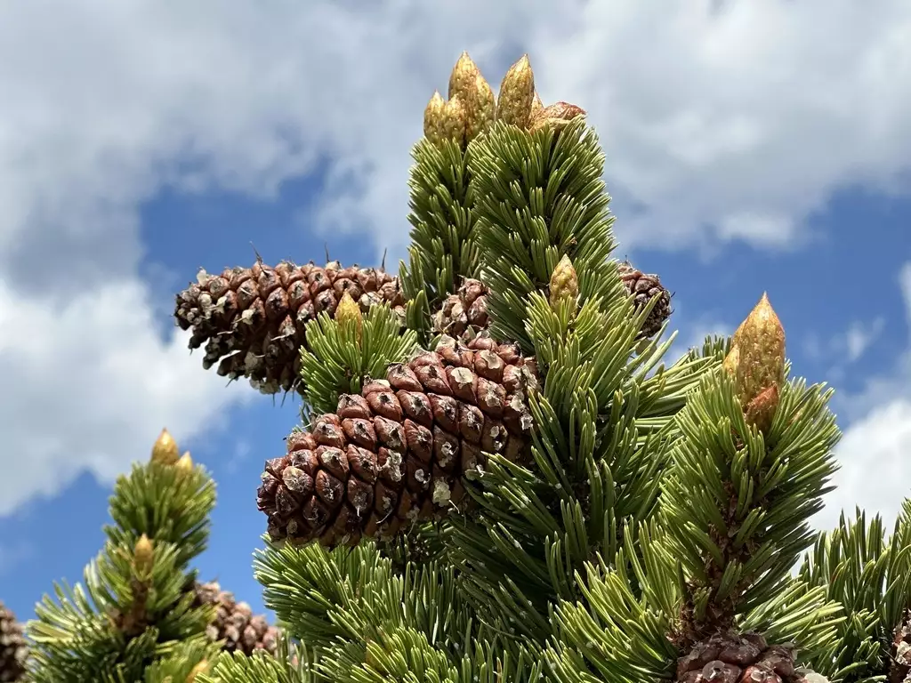 Pinus aristata - Common Bonsai,Conifer - Bristlecone Pine, Colorado ...