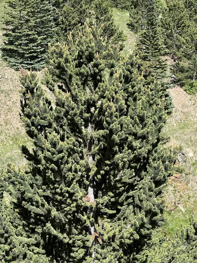 Pinus aristata - Common Bonsai,Conifer - Bristlecone Pine, Colorado ...