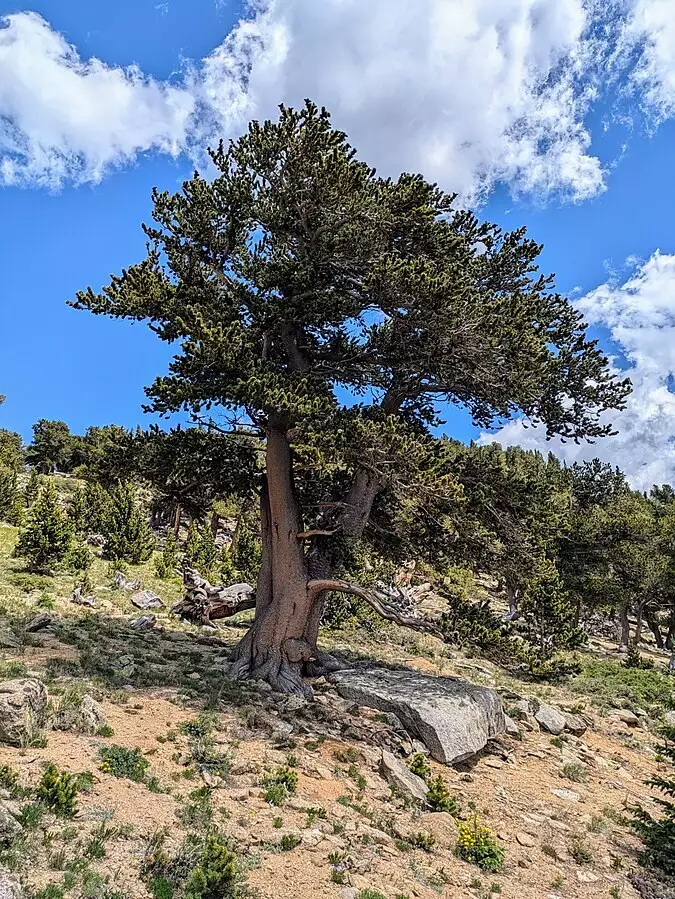 Pinus aristata - Common Bonsai,Conifer - Bristlecone Pine, Colorado ...