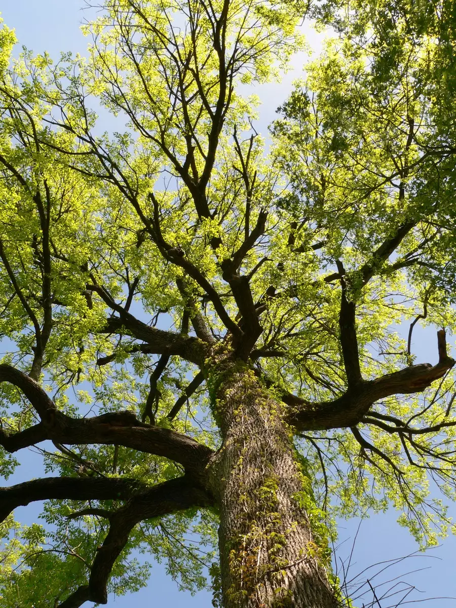 Fraxinus quadrangulata - Hardwood - Blue Ash