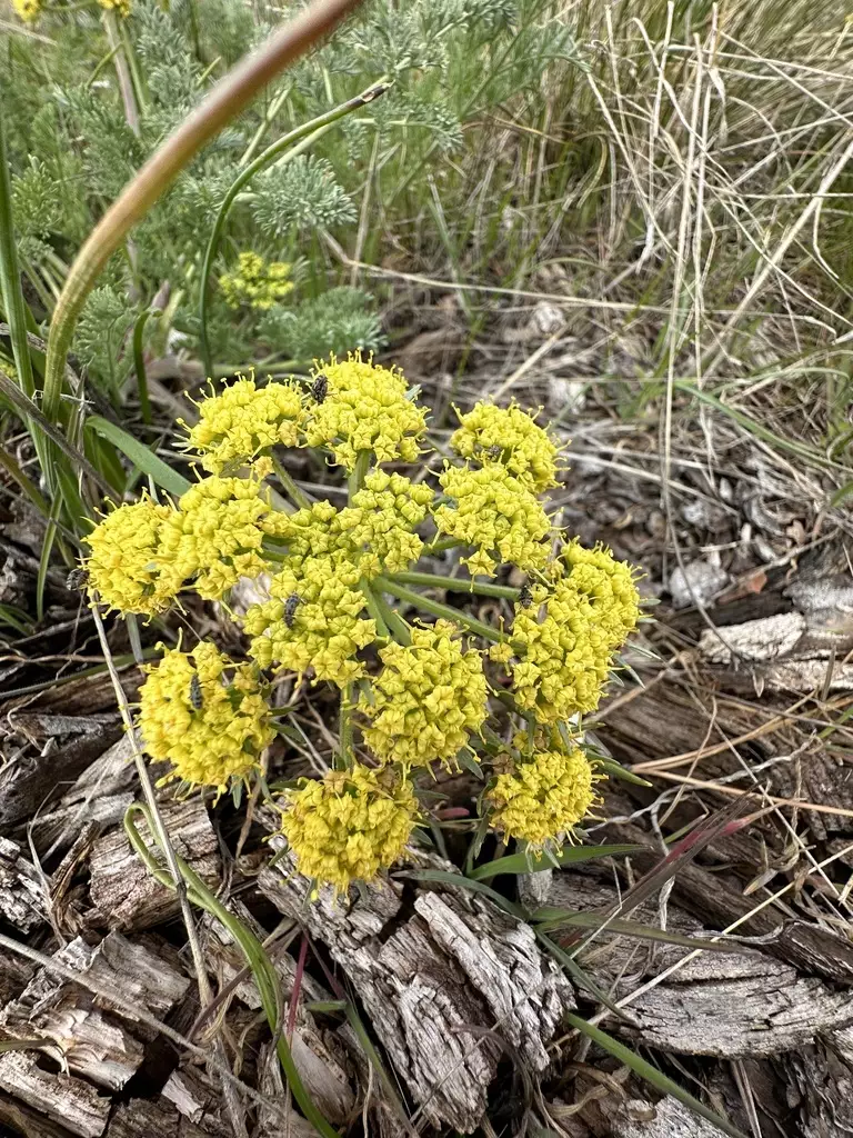 Lomatium macrocarpum - Web page Navigation - Bigseed Biscuitroot