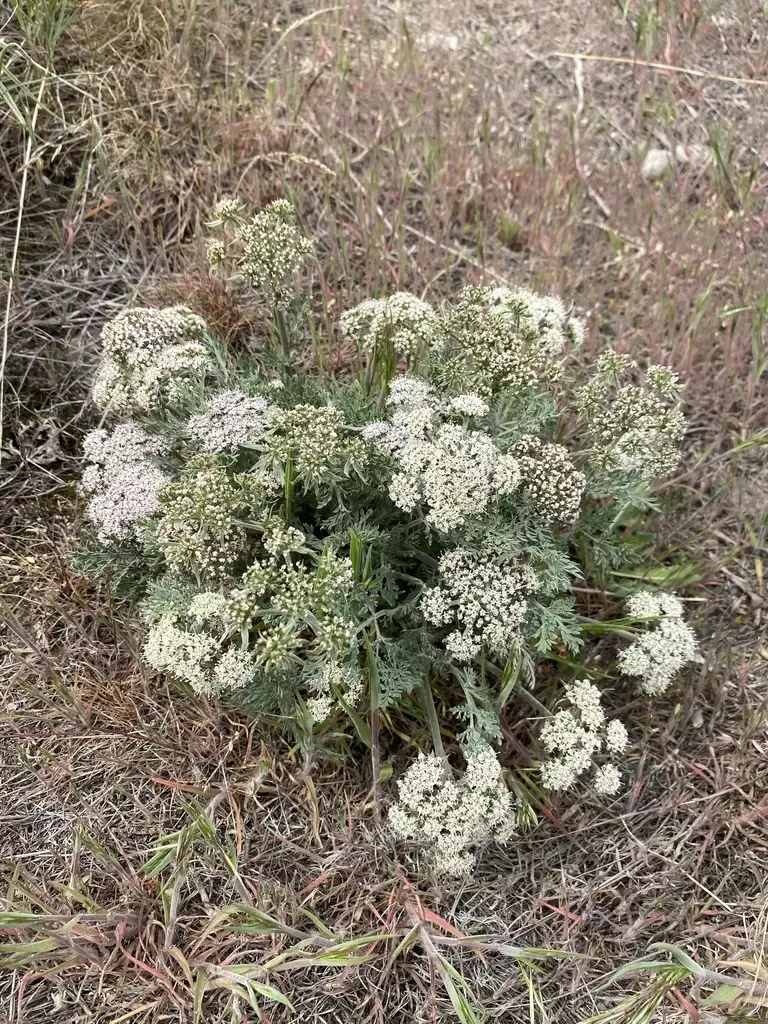Lomatium macrocarpum - Web page Navigation - Bigseed Biscuitroot