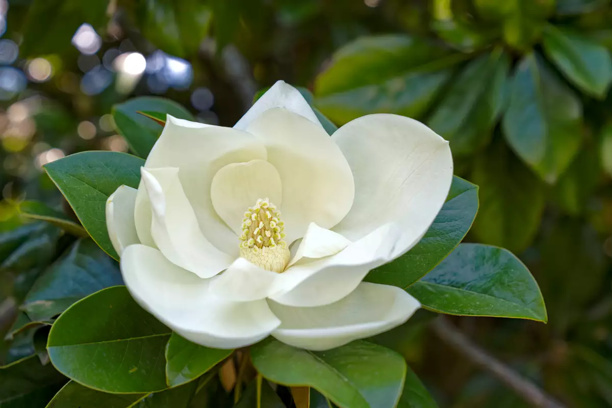 Magnolia virginiana Southern - Flowering Tree,Medicinal Herbs ...