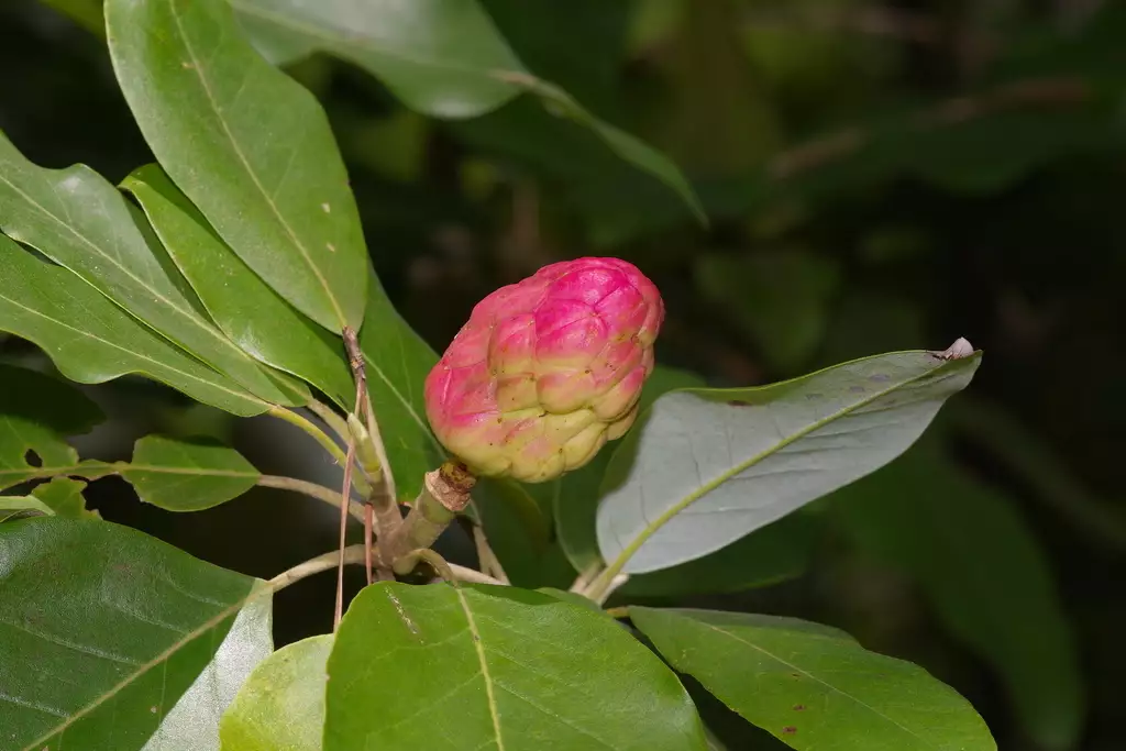 Magnolia virginiana Southern - Flowering Tree,Medicinal Herbs ...