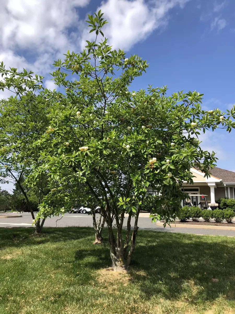 Magnolia virginiana Northern - Deciduous,Flowering Tree - Sweetbay ...
